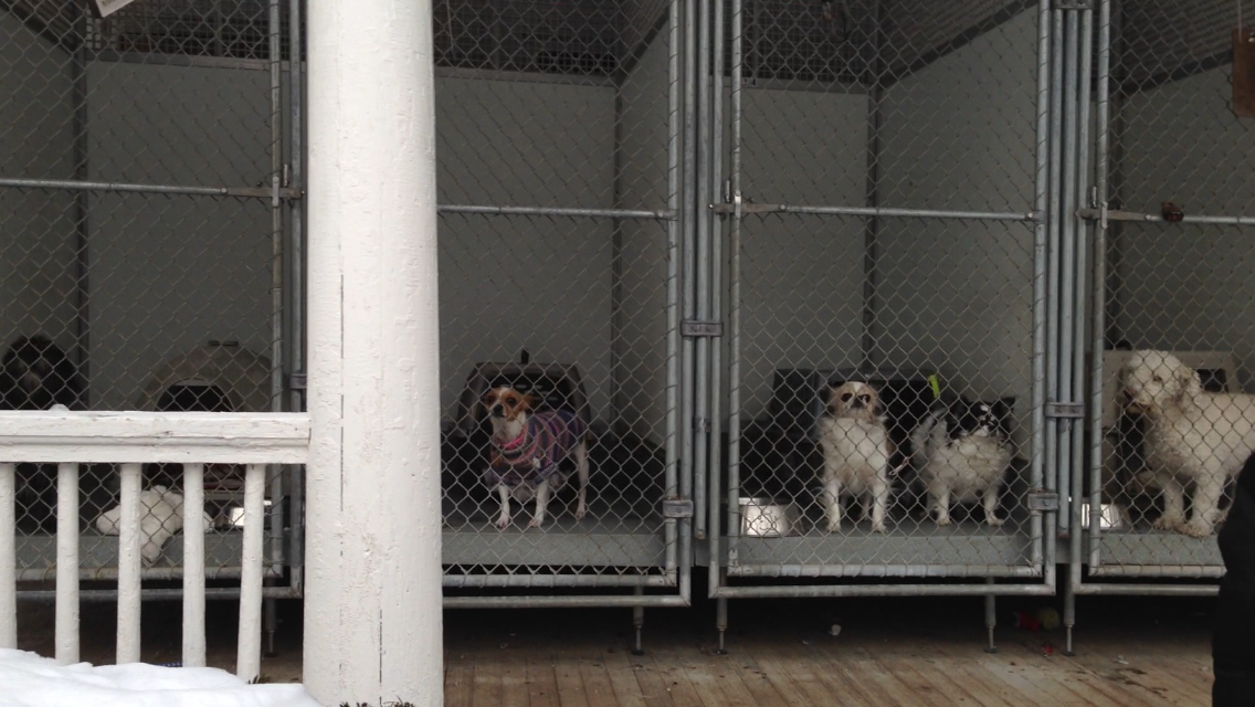 Convicted of Animal Cruelty: Still “Rescuing” Dogs | Greenwich Free Press