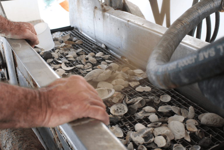 Greenwich Shellfish Commission: Oysters and clams reveal a new “talent ...