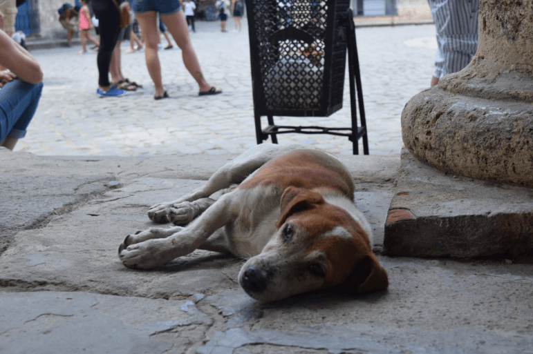 Stray dogs in Cuba. Contributed photo: Jamie Yee | Greenwich Free Press