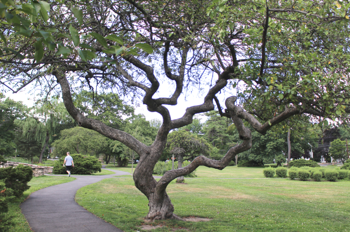 Binney Park Volunteer Day Planned for Saturday, June 1 | Greenwich Free ...