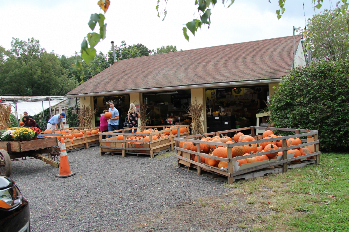 Fall Pumpkins are Plentiful at Augustine’s Farm | Greenwich Free Press