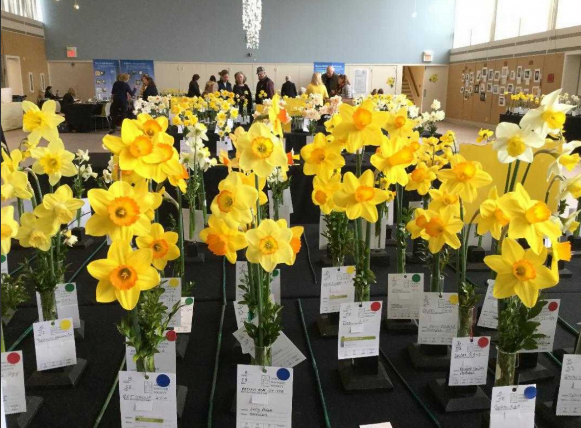Daffodil Show is Coming to Christ Church Greenwich | Greenwich Free Press