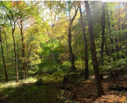 Greenwich Tree Conservancy to Host Free Tree Walk at Montgomery Pinetum ...