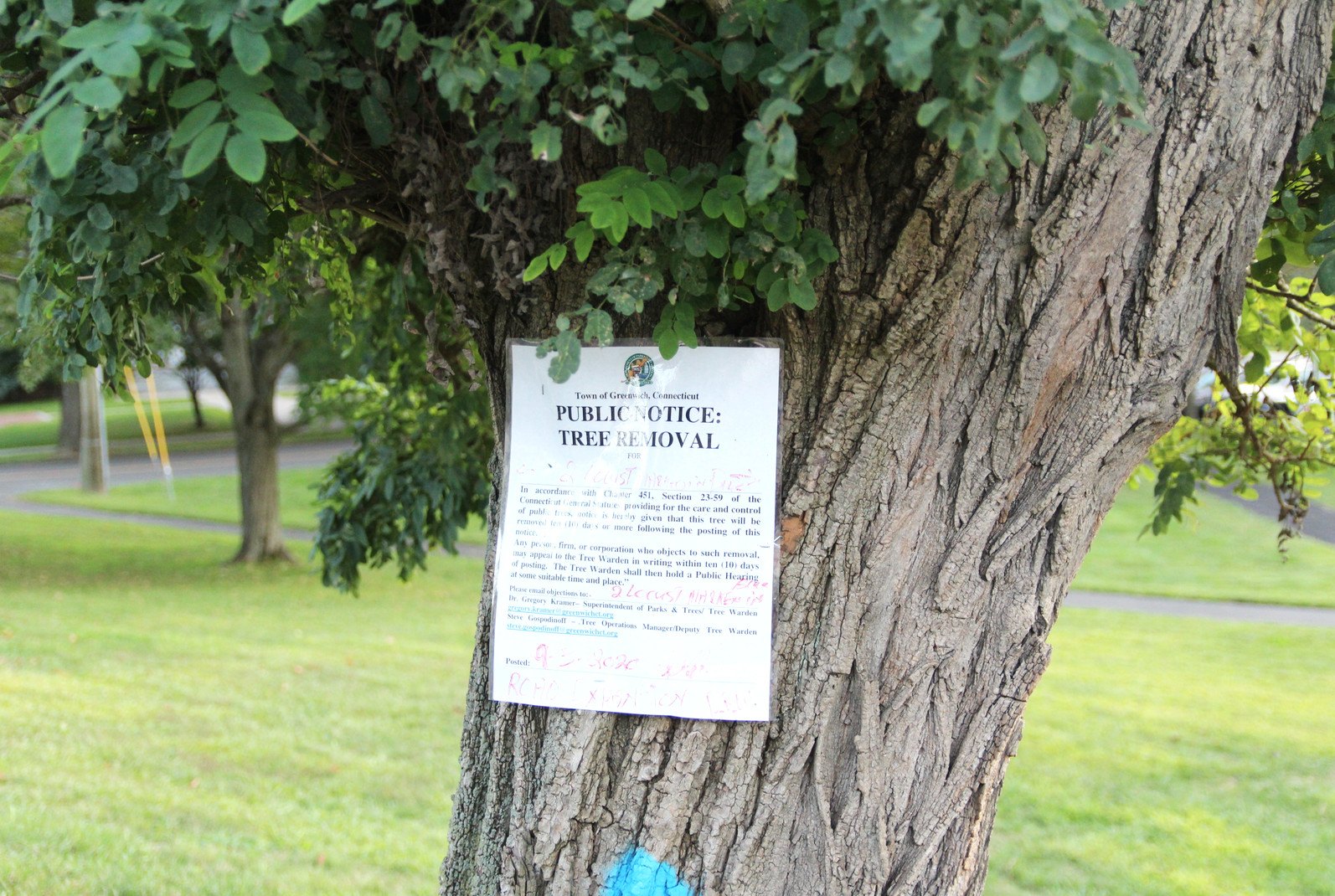 Tree Warden Rules on Mature Trees Posted for Removal on Glenville Rd ...