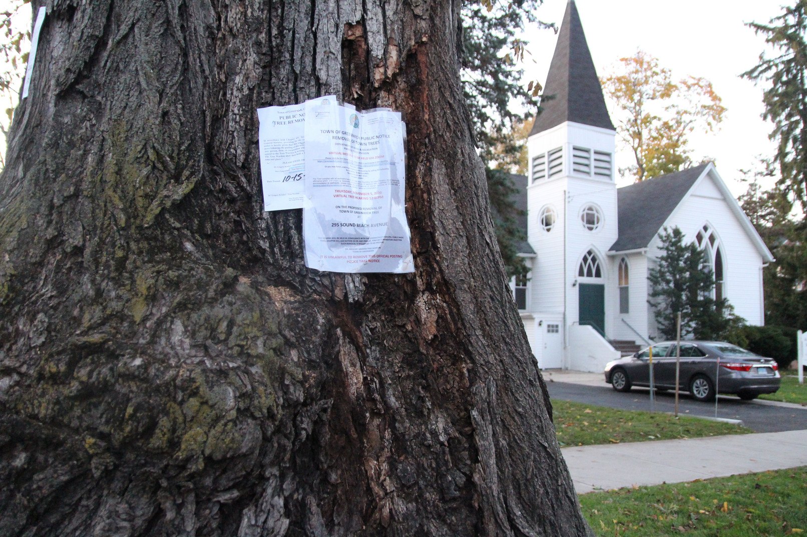 Tree Hearing Will Determine Fate of 61-Inch Girth “Survivor” Elm in Old ...