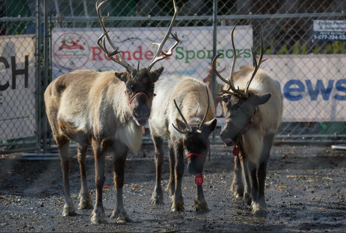 Reindeer to Arrive on Friday after Thanksgiving | Greenwich Free Press