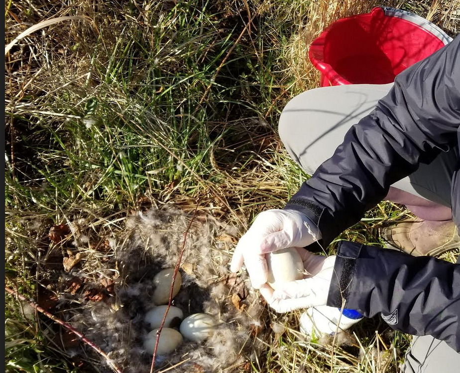 Greenwich Conservation Dept Invites Residents with Resident Canada ...