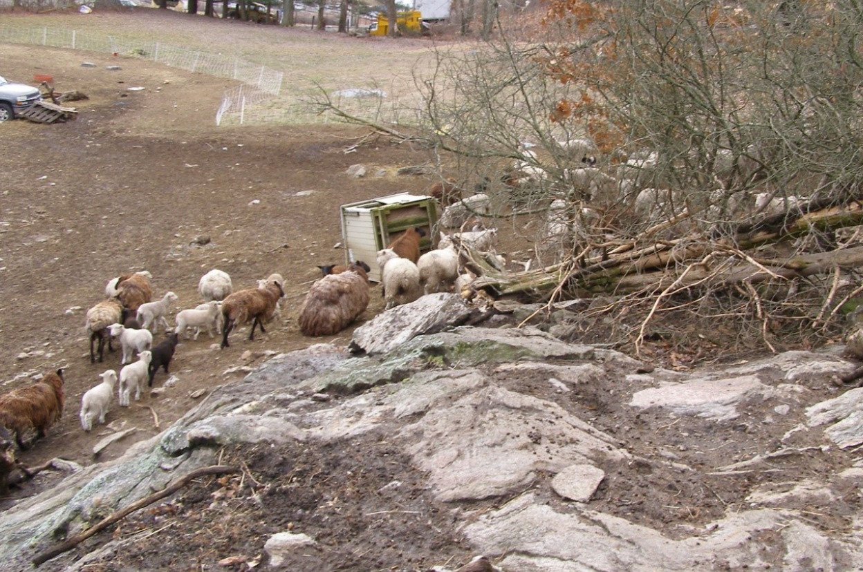 State Moves for Custody of 99 Sheep; Owner Charged with Animal Cruelty ...