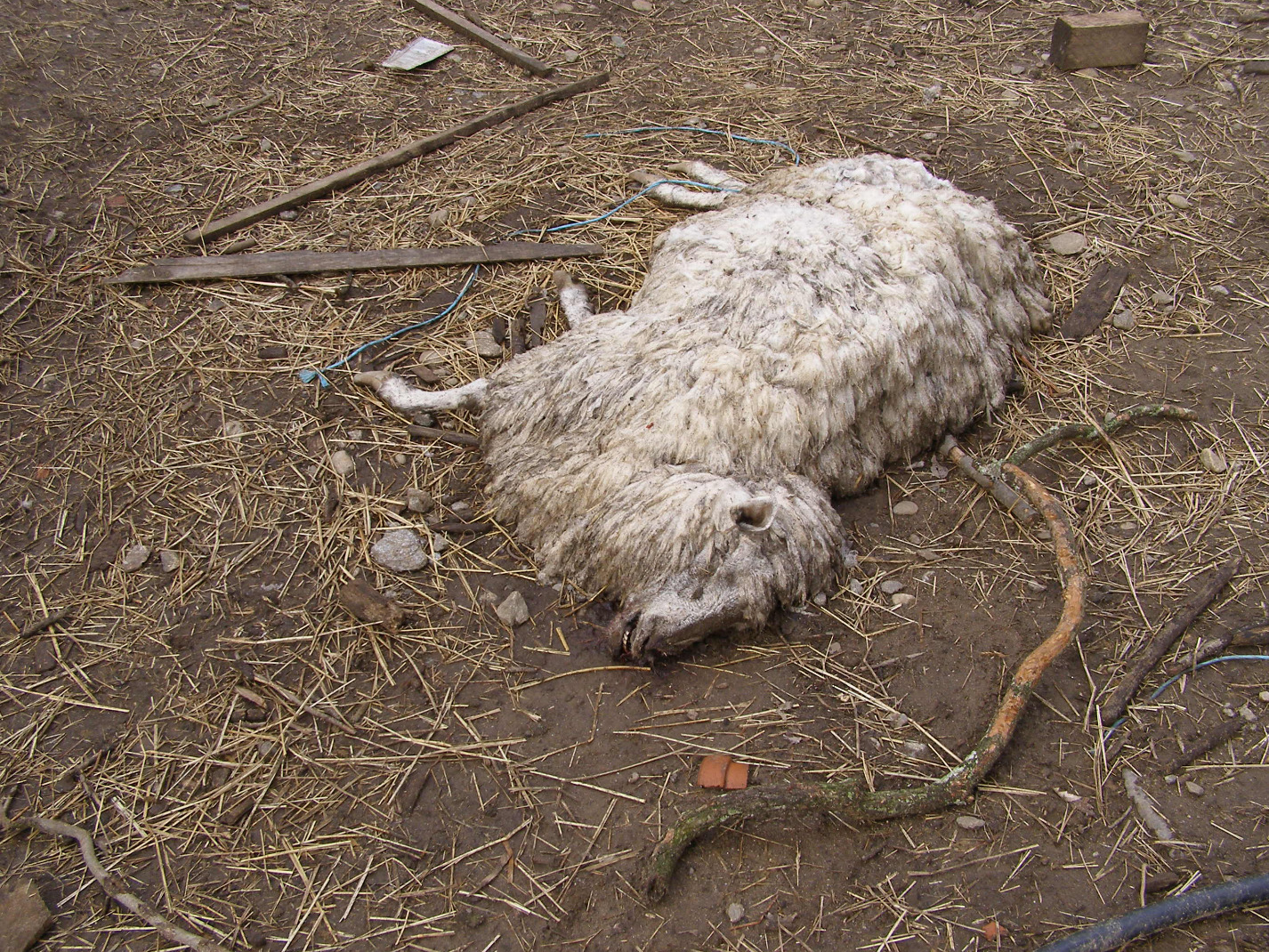 State Moves for Custody of 99 Sheep; Owner Charged with Animal Cruelty ...