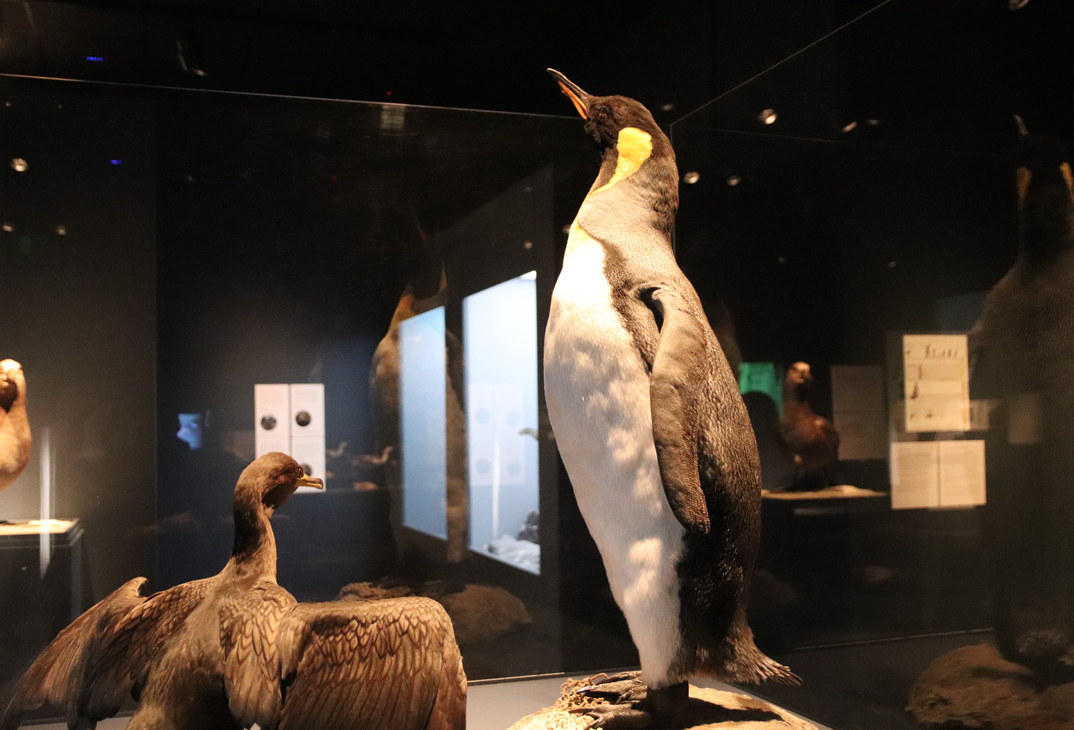 The Bruce is Back: Two Disciplines Under One Museum Roof, with Expanded ...