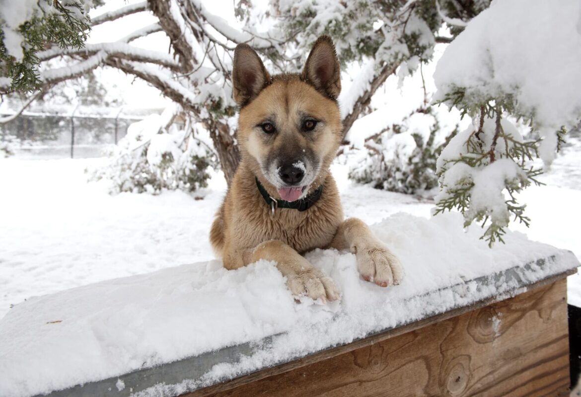 Baby, It’s Cold Outside: Keeping Your Pets Safe in Freezing ...
