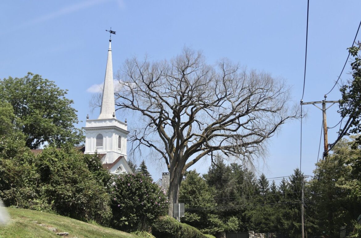 New Elm Tree at First Church of Round Hill Will Honor John Conte ...
